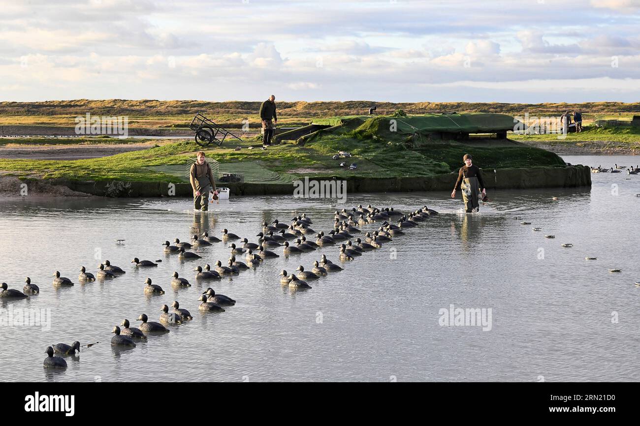 Duck hunting in Grand Fort Philippe (northern France): waterfowl ...