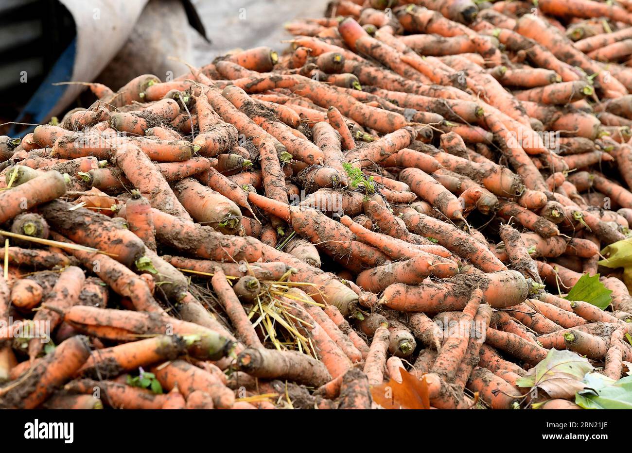 Field of organic carrots, open ground crops in Serques (northern France ...