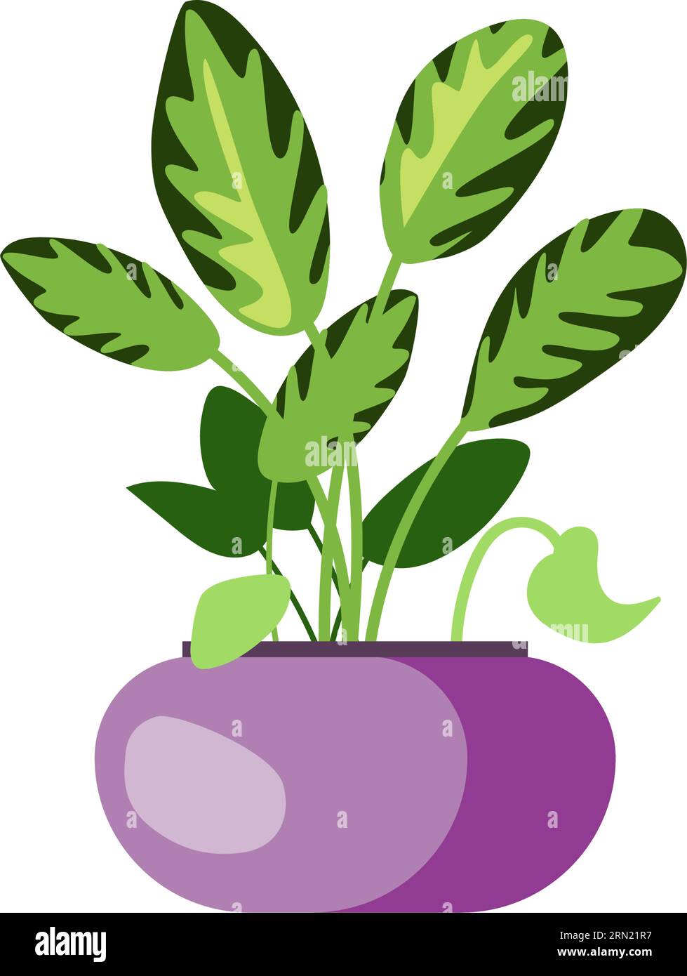 Fichus hi-res stock photography and images - Alamy