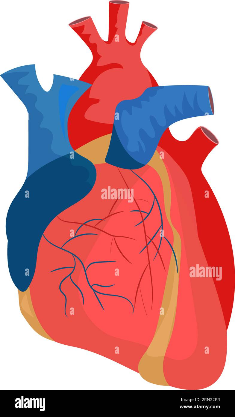 Human heart illustration Stock Vector Image & Art - Alamy