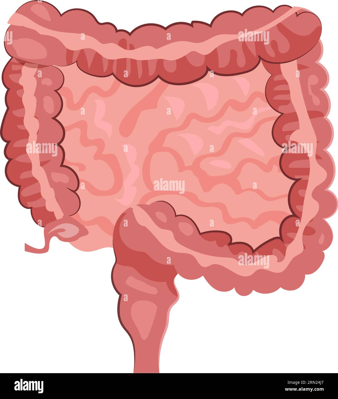 Human intestinal illustration Stock Vector Image & Art - Alamy