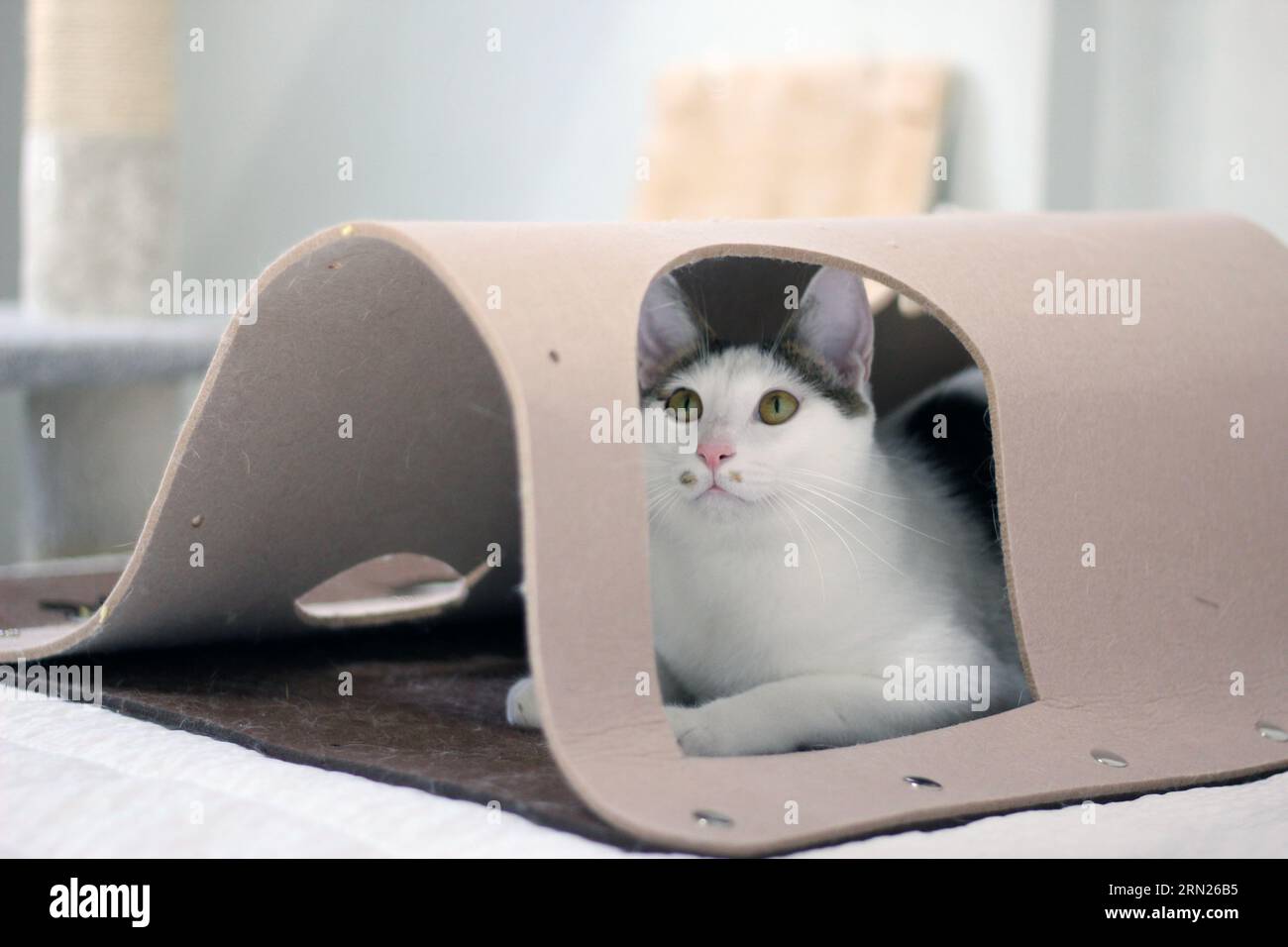 Playful scene of a Japanese Bobtail cat hiding in a cat house Stock ...
