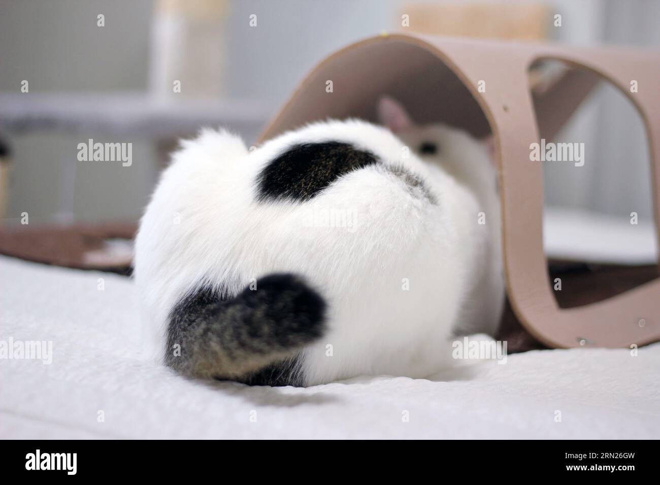 Playful scene of a Japanese Bobtail cat hiding in a cat house Stock ...