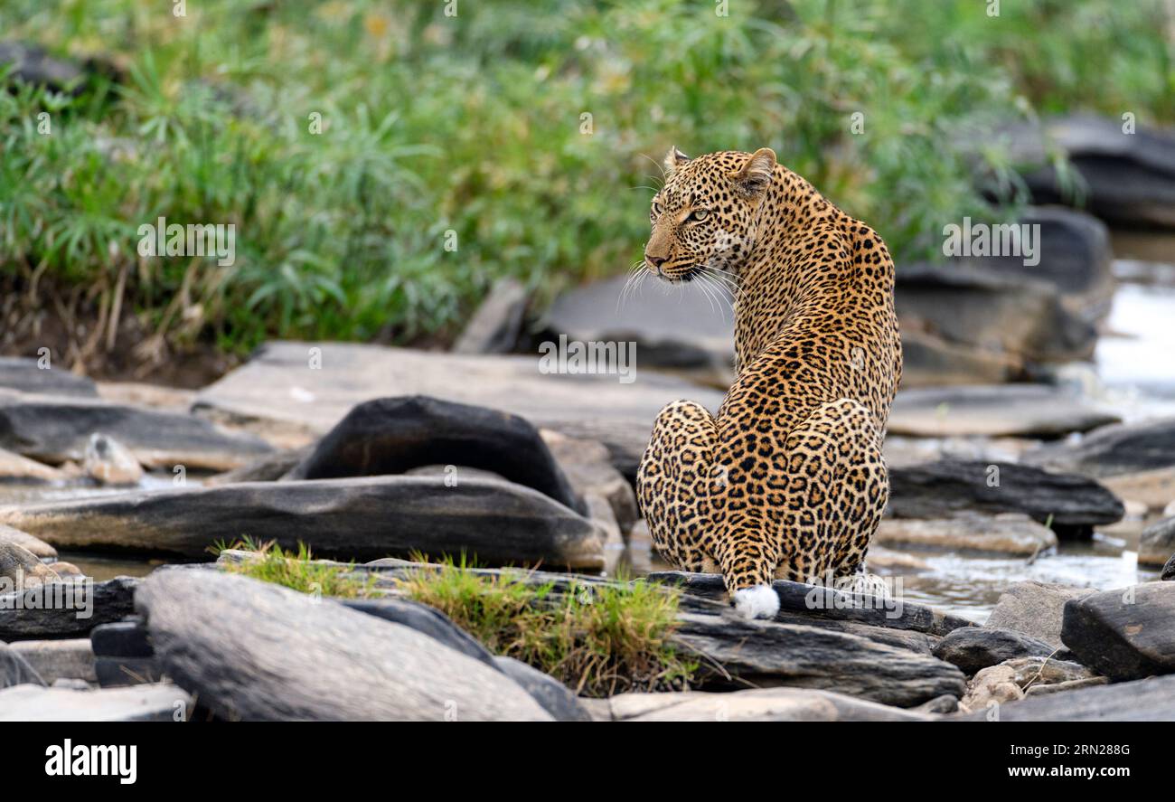 Leopard (Panthera pardus) from Maasai Mara, Kenya Stock Photo - Alamy
