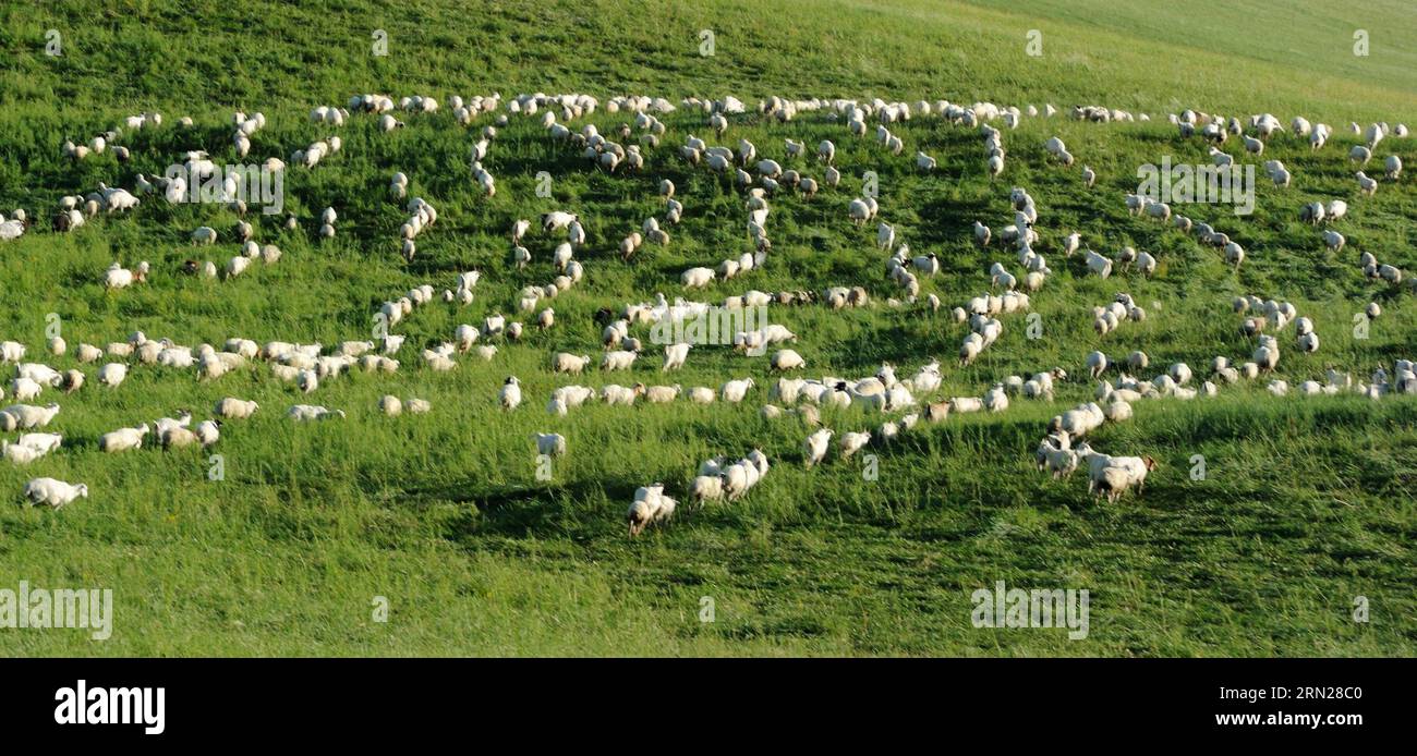 File photo taken on July 23, 2012 shows a flock of goats in New Barag ...