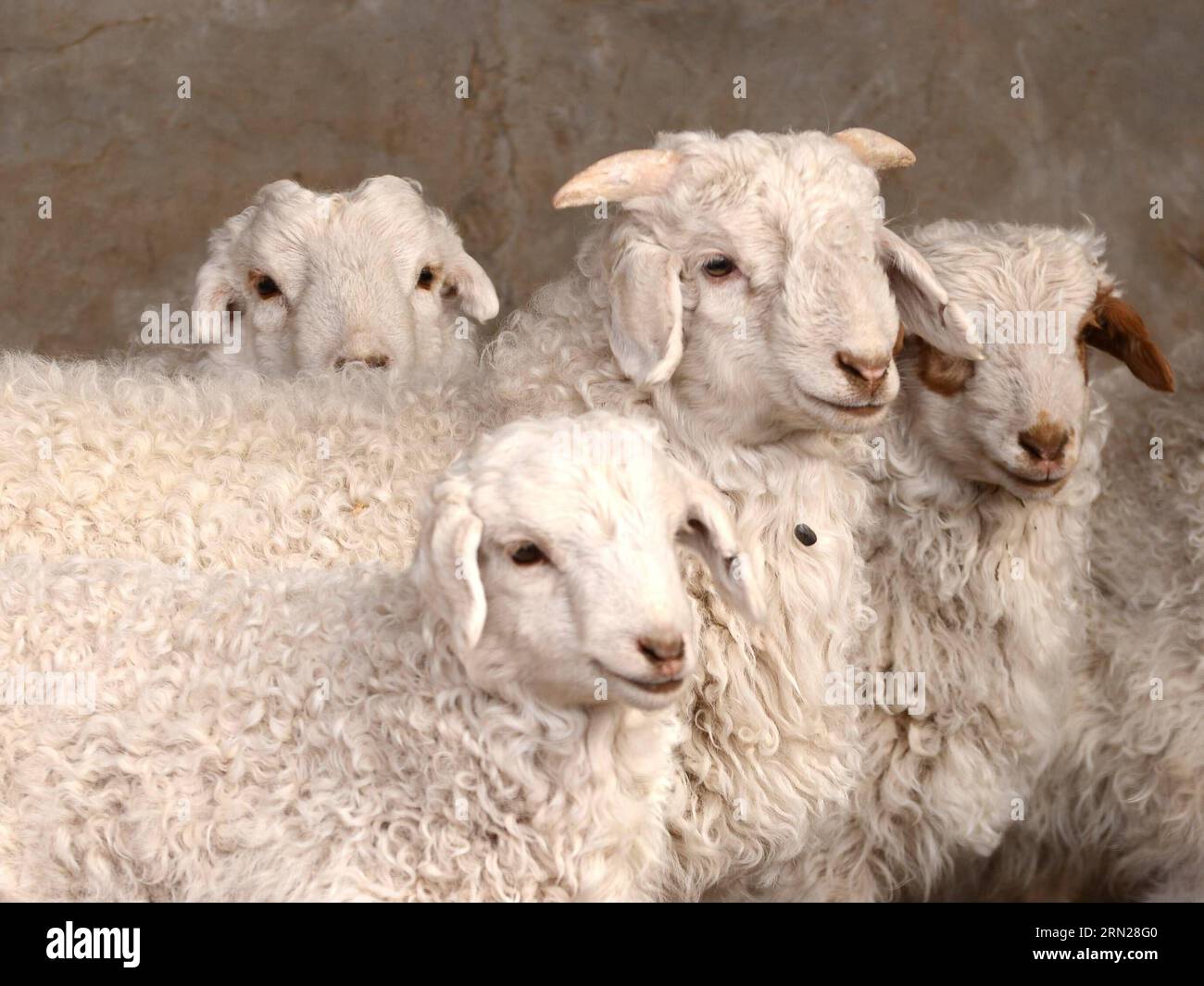 Chinese New Year 2022 Sheep Wallpaper