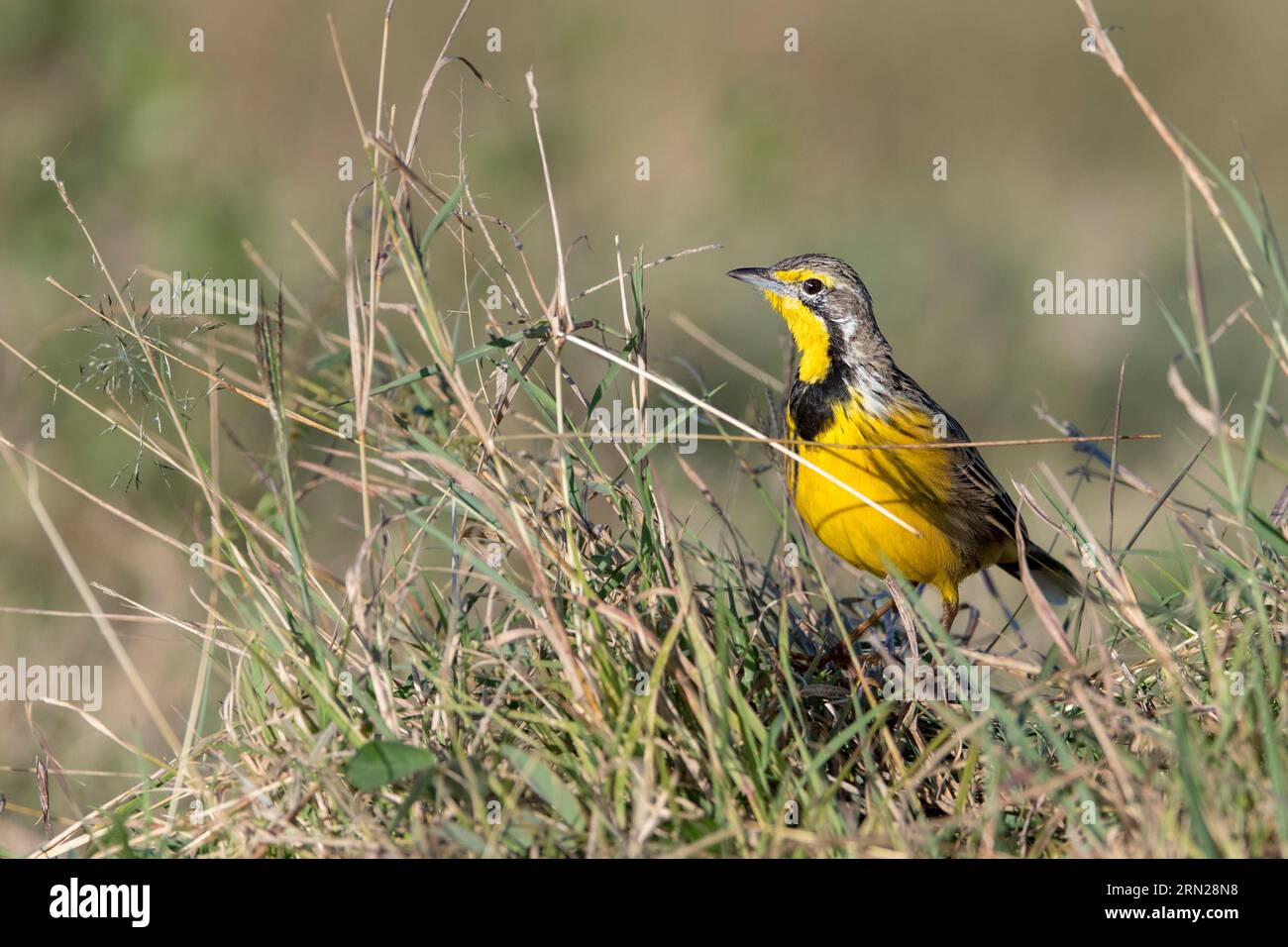 Yellow-throated Longclaw, Macronyx croceus, from Maasai Mara, Kenya ...
