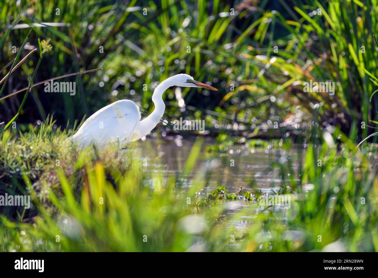 Ardea alba melanorhyncha hi-res stock photography and images - Alamy