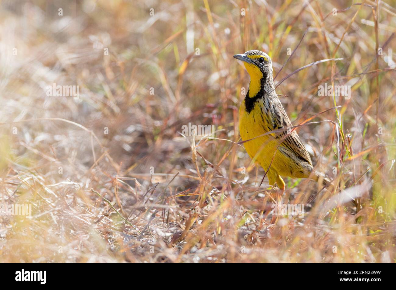 Yellow-throated Longclaw (Macronyx croceus, male) from Maasai Mara ...