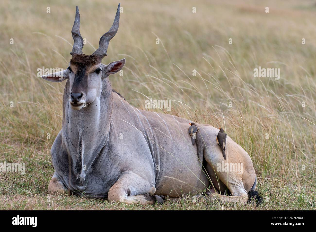 Common eland (Taurotragus oryx) from Maasai Mara, Kenya Stock Photo - Alamy