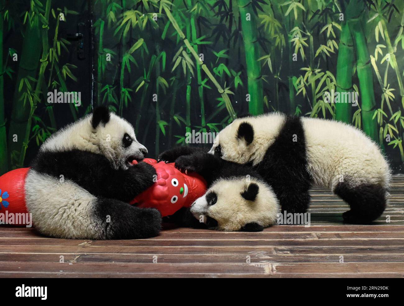 18 month panda hi-res stock photography and images - Alamy