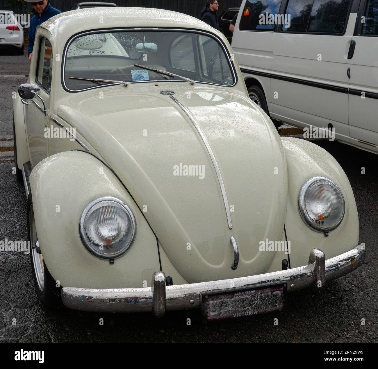 Volkswagen VW Beetle White Cream Vintage Retro Show Shine Day Out, Melbourne Victoria Stock ...
