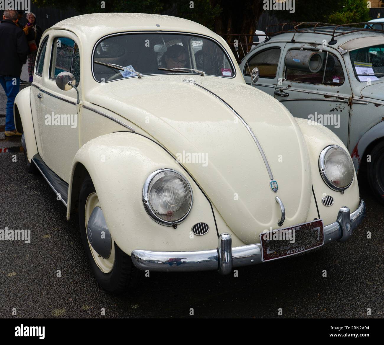 Volkswagen VW Beetle Cream White Vintage Retro Show Shine Day Out ...