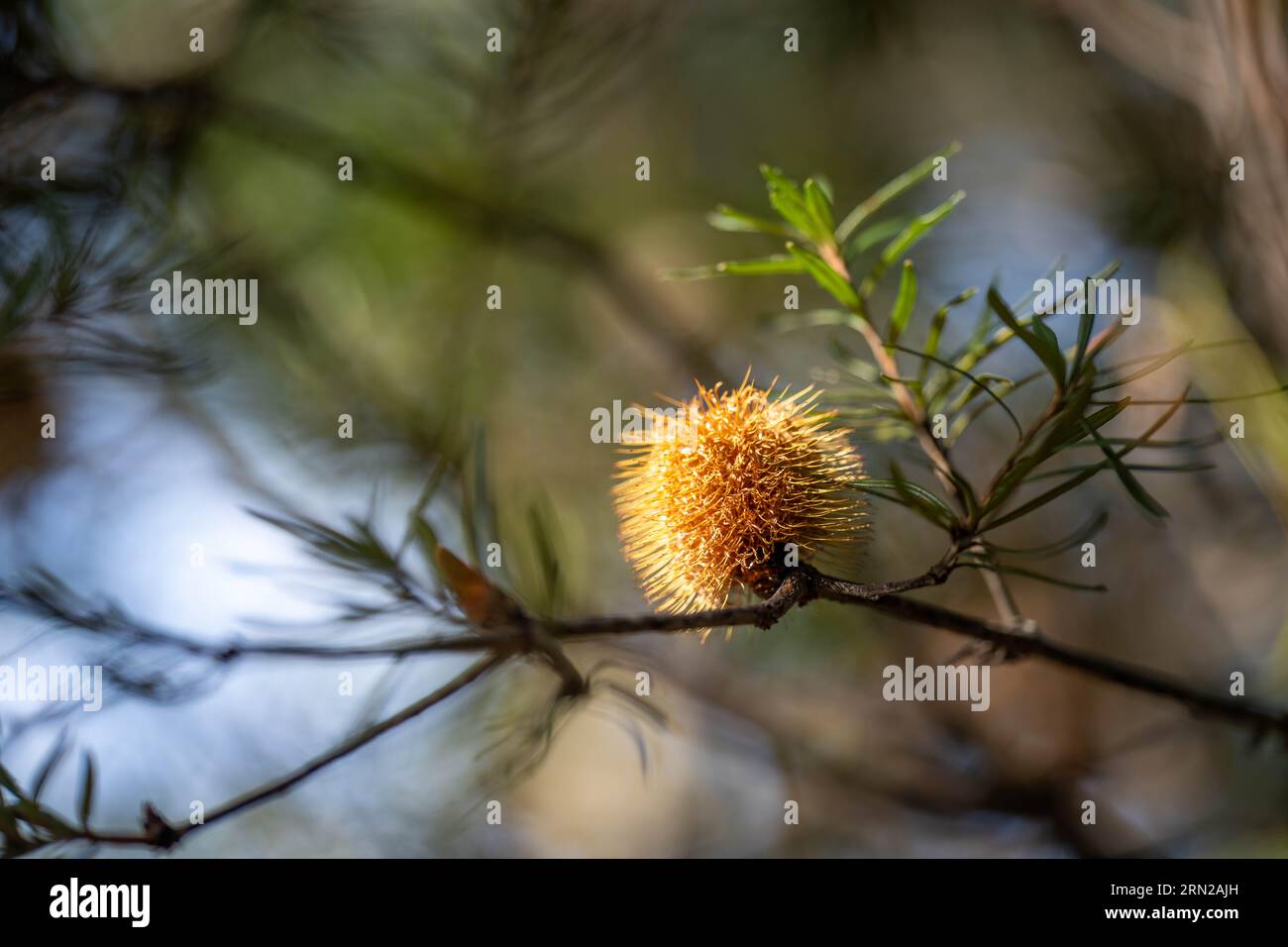 bright native yellow banksia flower in spring in a national park in ...
