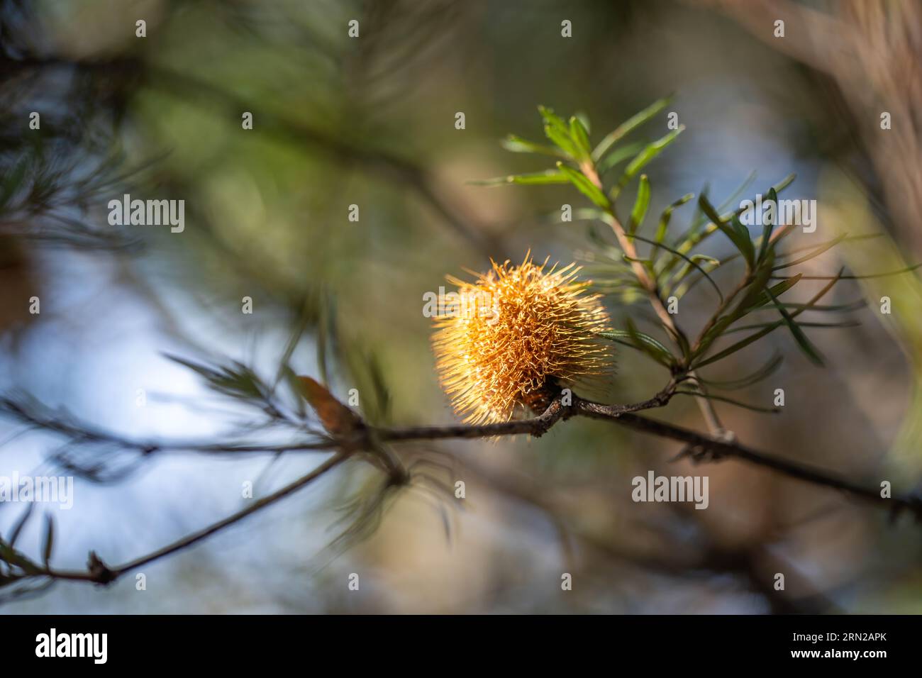 bright native yellow banksia flower in spring in a national park in ...
