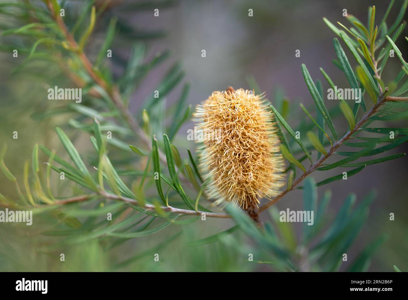 bright native yellow banksia flower in spring in a national park in ...