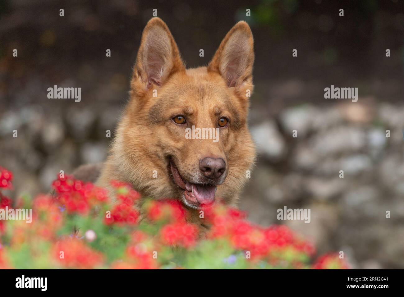 Liver German Shepherd Dog Stock Photo - Alamy