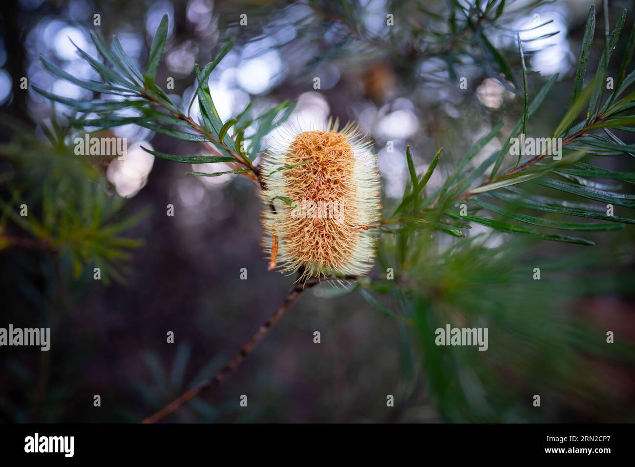 bright native yellow banksia flower in spring in a national park in ...