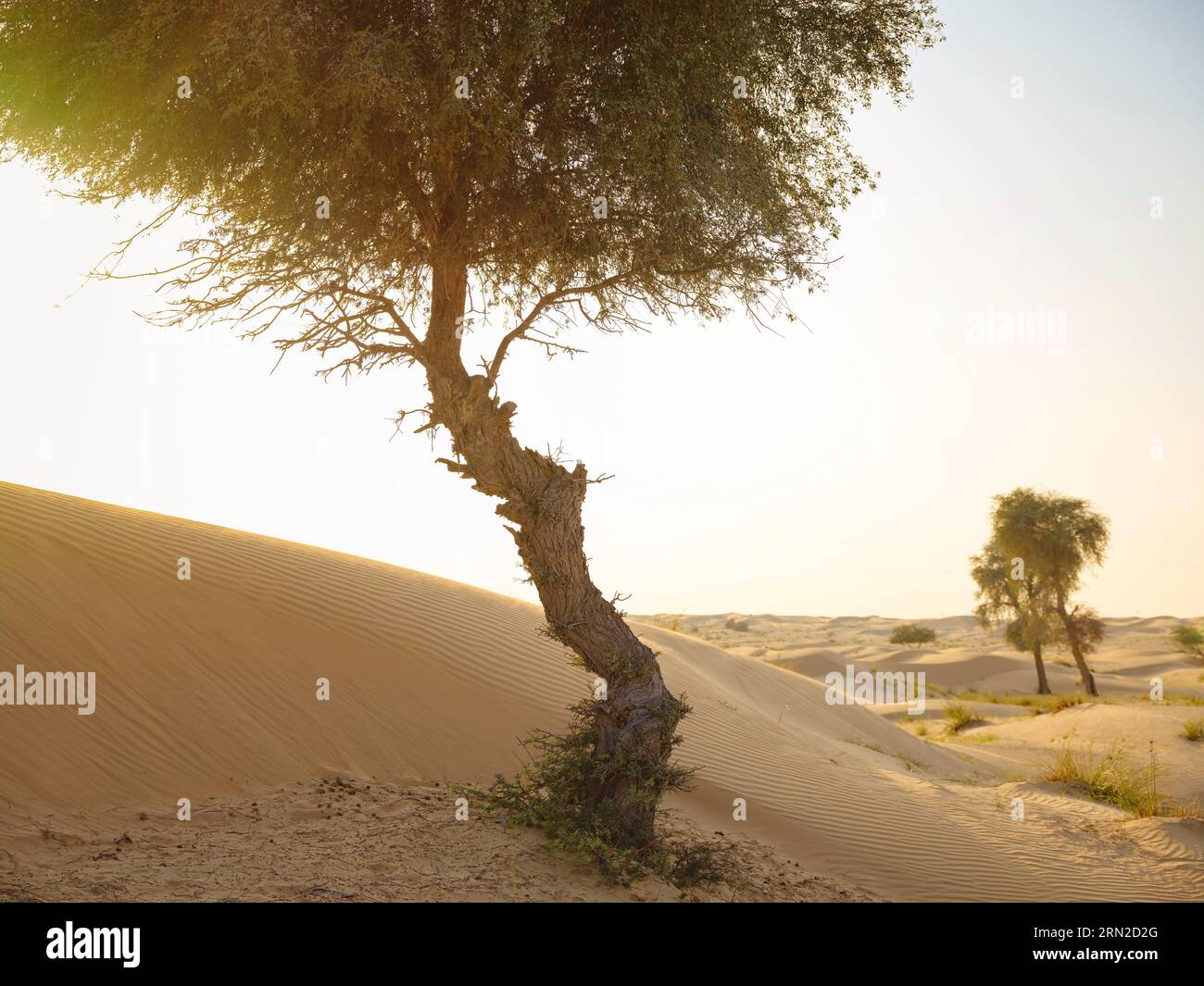 Large old and tree on dry desert land, Fantastic view of Landscape with ...