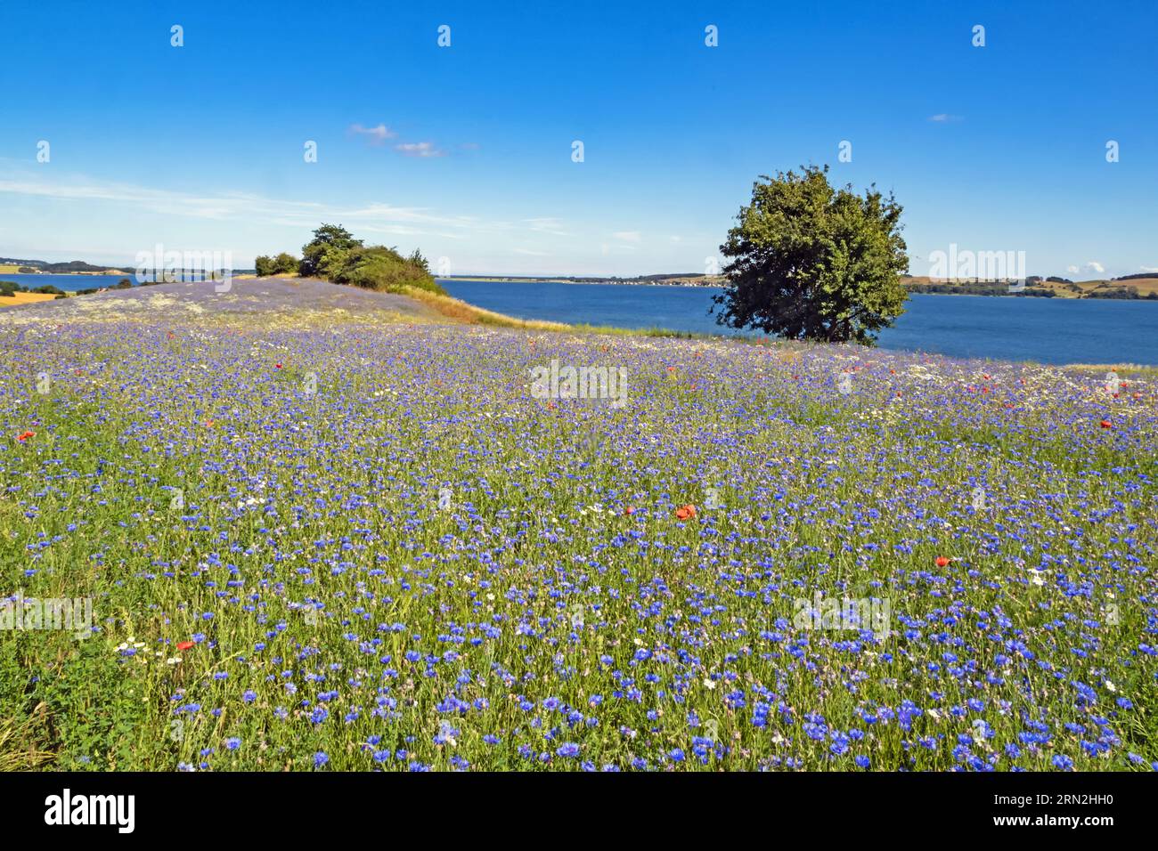 View of a field with blue blooming cornflowers and the Baltic Sea in ...
