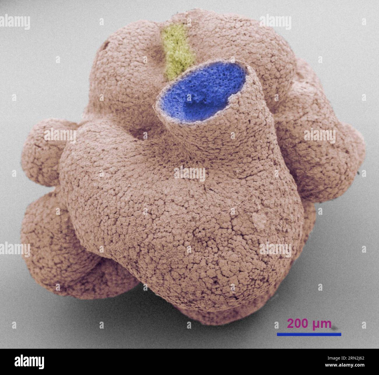 Fossil animals hi-res stock photography and images - Alamy