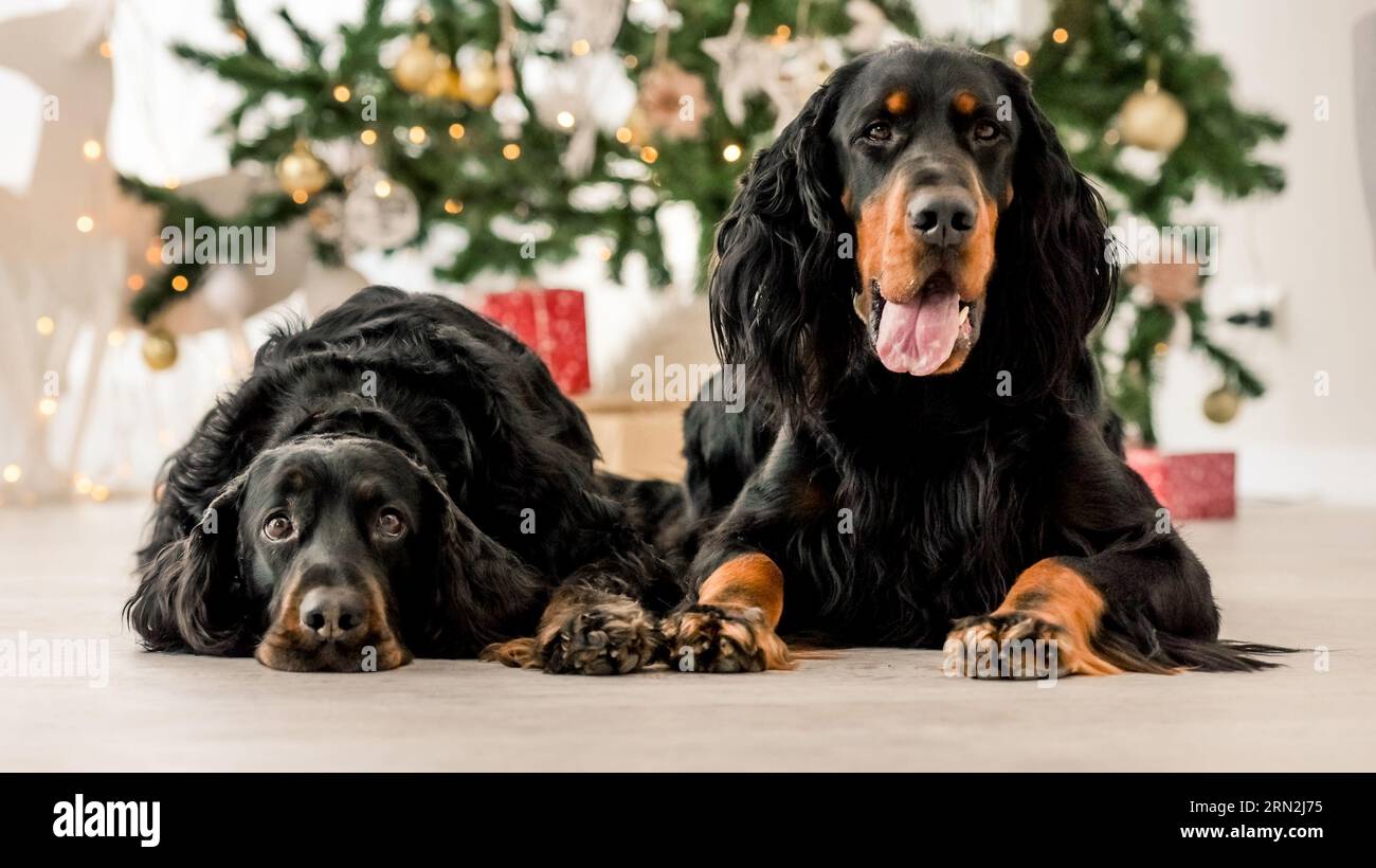 Two dogs cute paw hi-res stock photography and images - Alamy