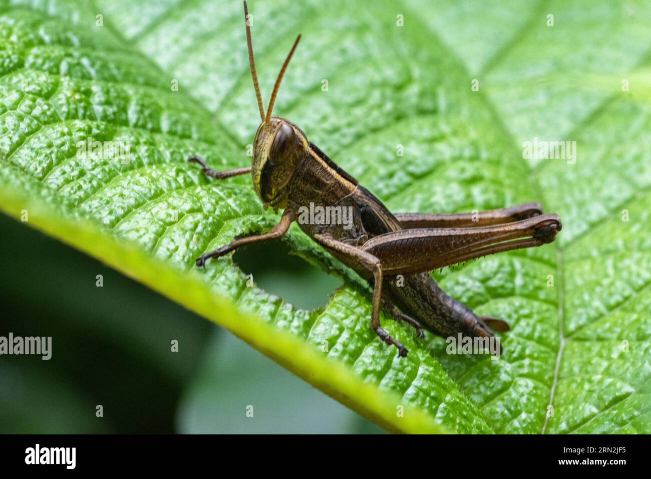 Karnataka leaf hi-res stock photography and images - Alamy