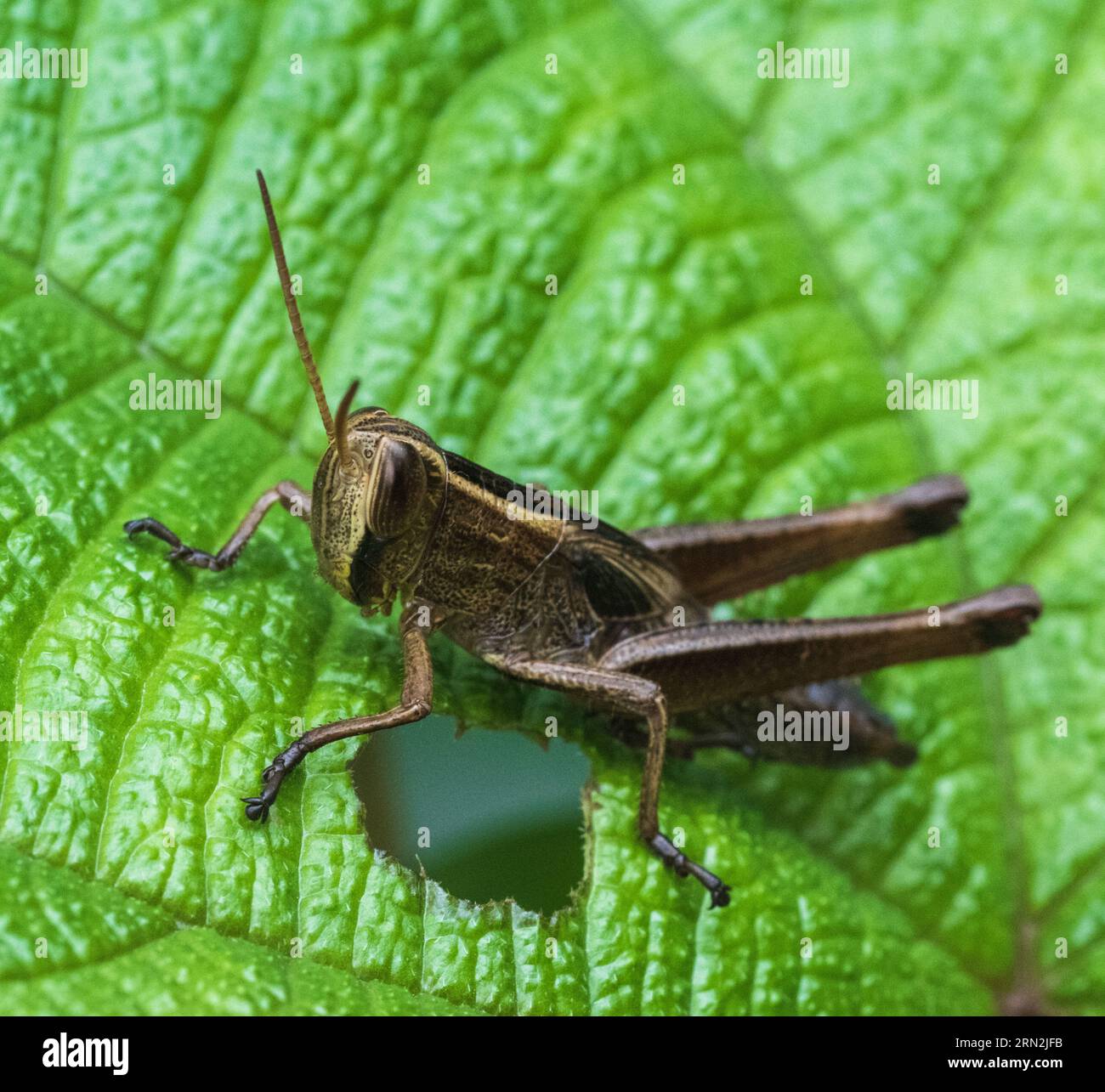 Grasshopper in western ghats hi-res stock photography and images - Alamy