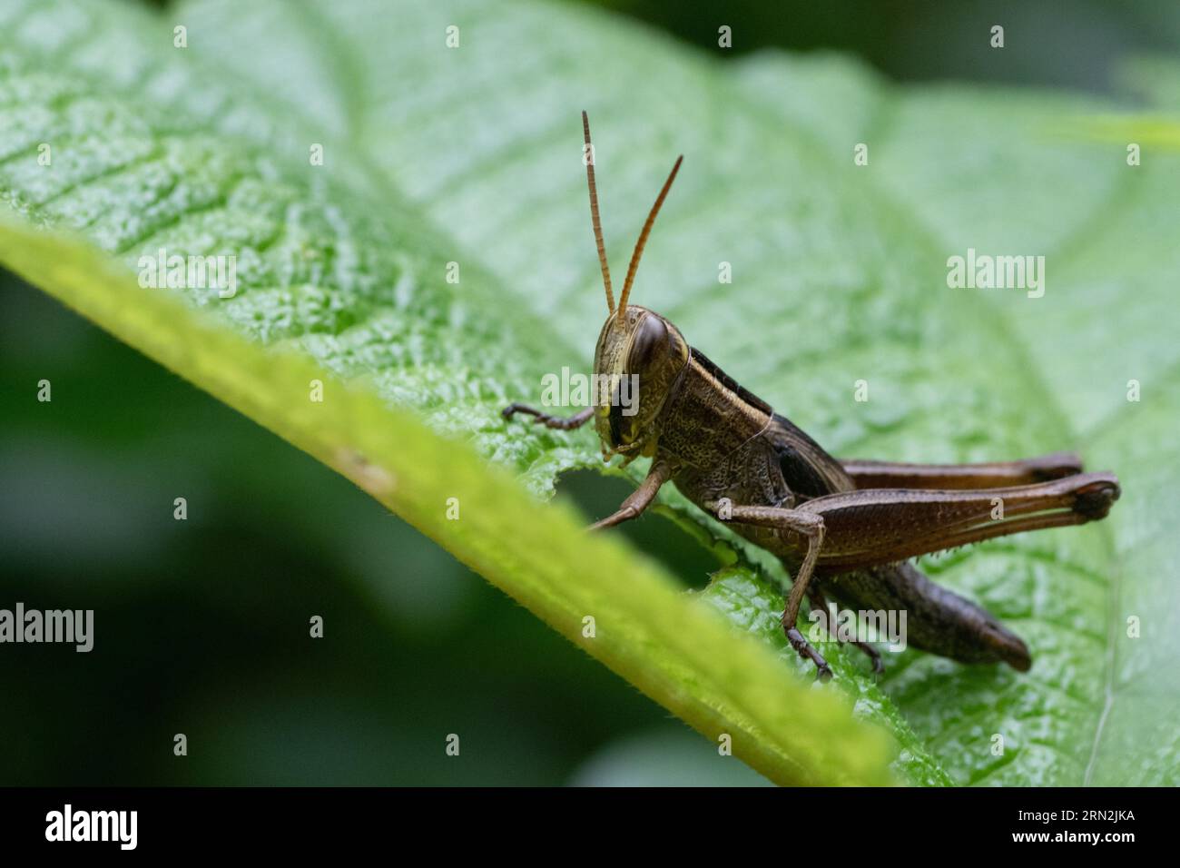 Grasshopper in western ghats hi-res stock photography and images - Alamy