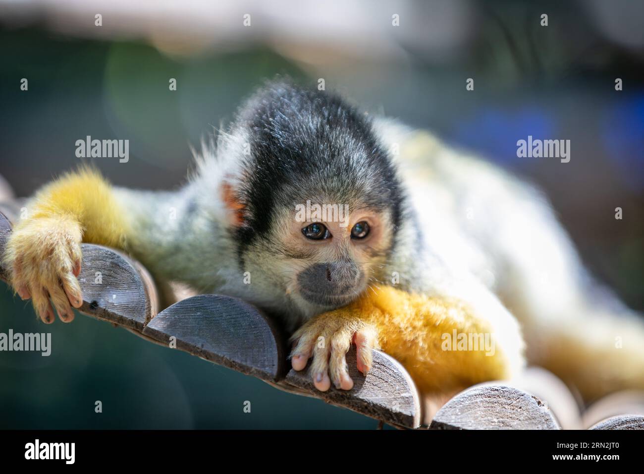 Parco zoo falconara hi-res stock photography and images - Alamy