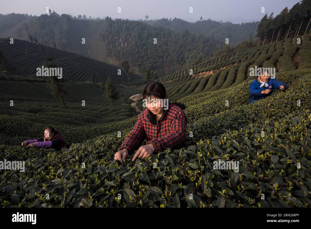 Ssichuan hi-res stock photography and images - Alamy