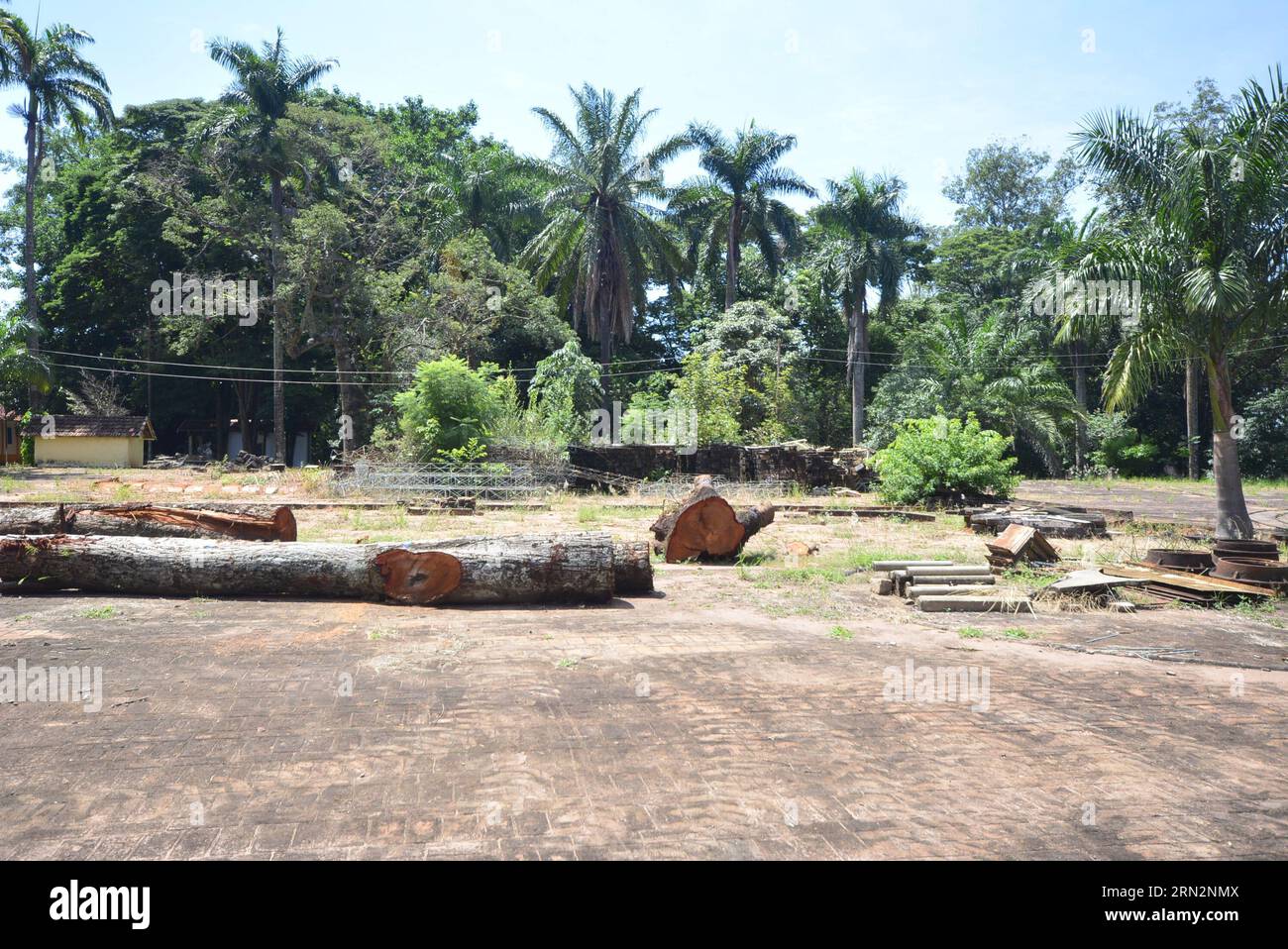 Trees with their trunks cut on a farm in the interior of Brazil in the ...