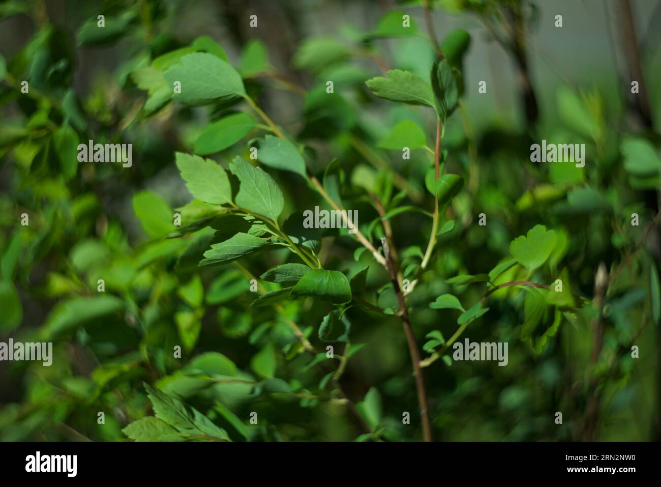 Green bush leaves hi-res stock photography and images - Alamy