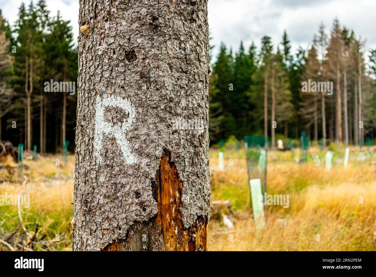 Summer walk on the high trail of the Thuringian Forest - Thuringia ...