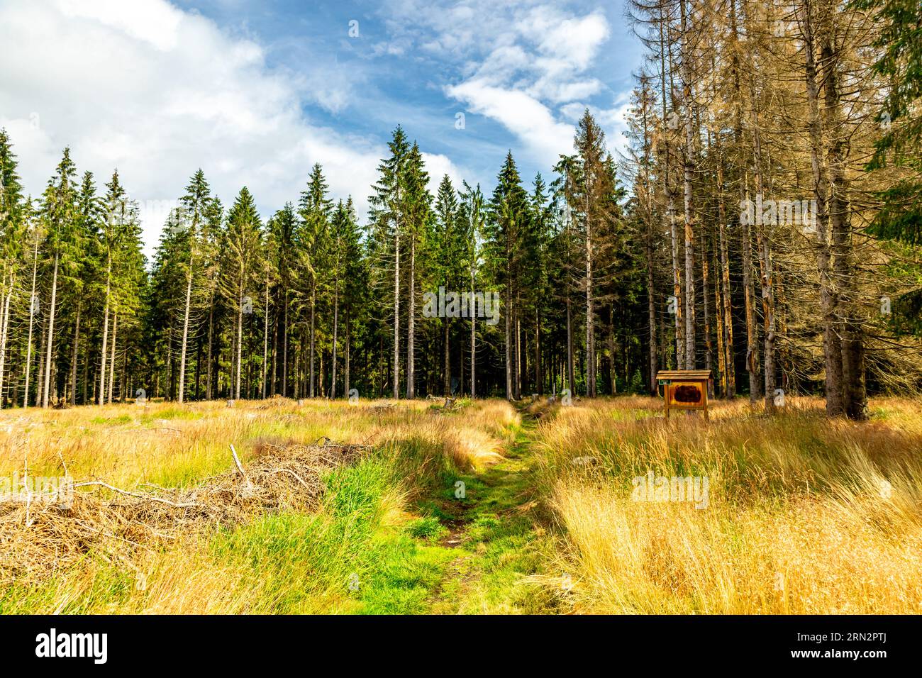 Summer walk on the high trail of the Thuringian Forest - Thuringia ...