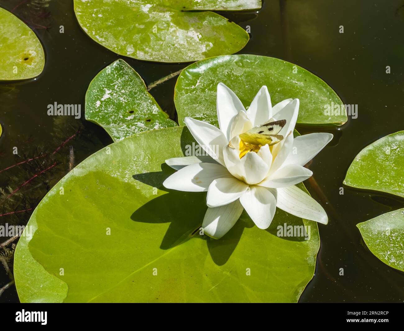 White lotus with yellow pollen on surface of pond , the beatiful lotus ...