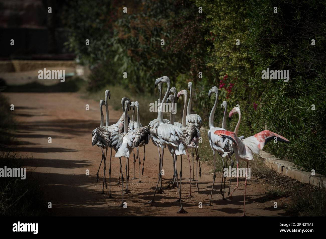 Animal dealer hi-res stock photography and images - Alamy