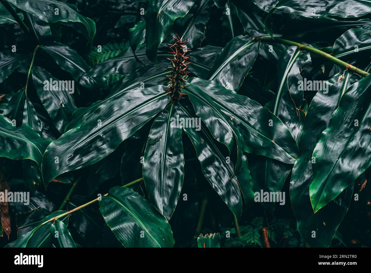 Dark green plant pattern Stock Photo - Alamy