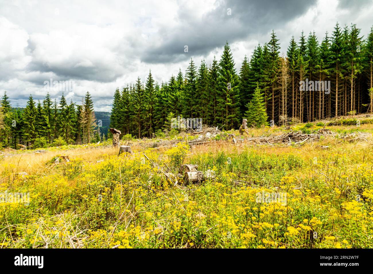 Summer walk on the high trail of the Thuringian Forest - Thuringia ...