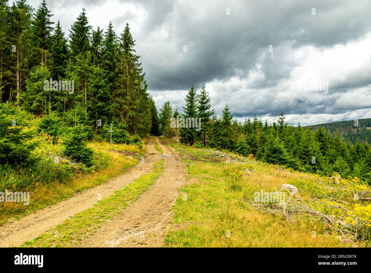 Summer walk on the high trail of the Thuringian Forest - Thuringia ...