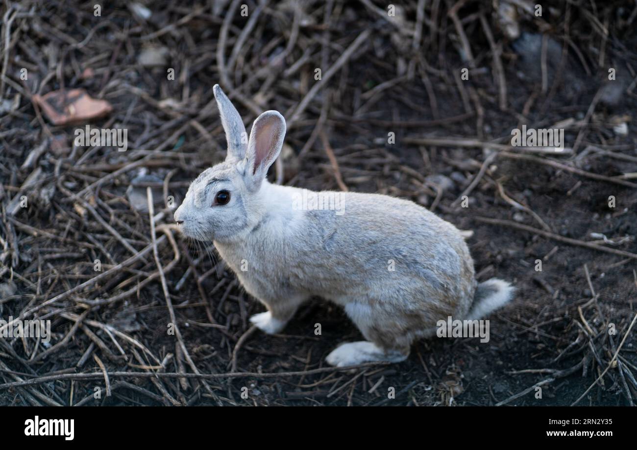 Grey rabbit hi-res stock photography and images - Alamy