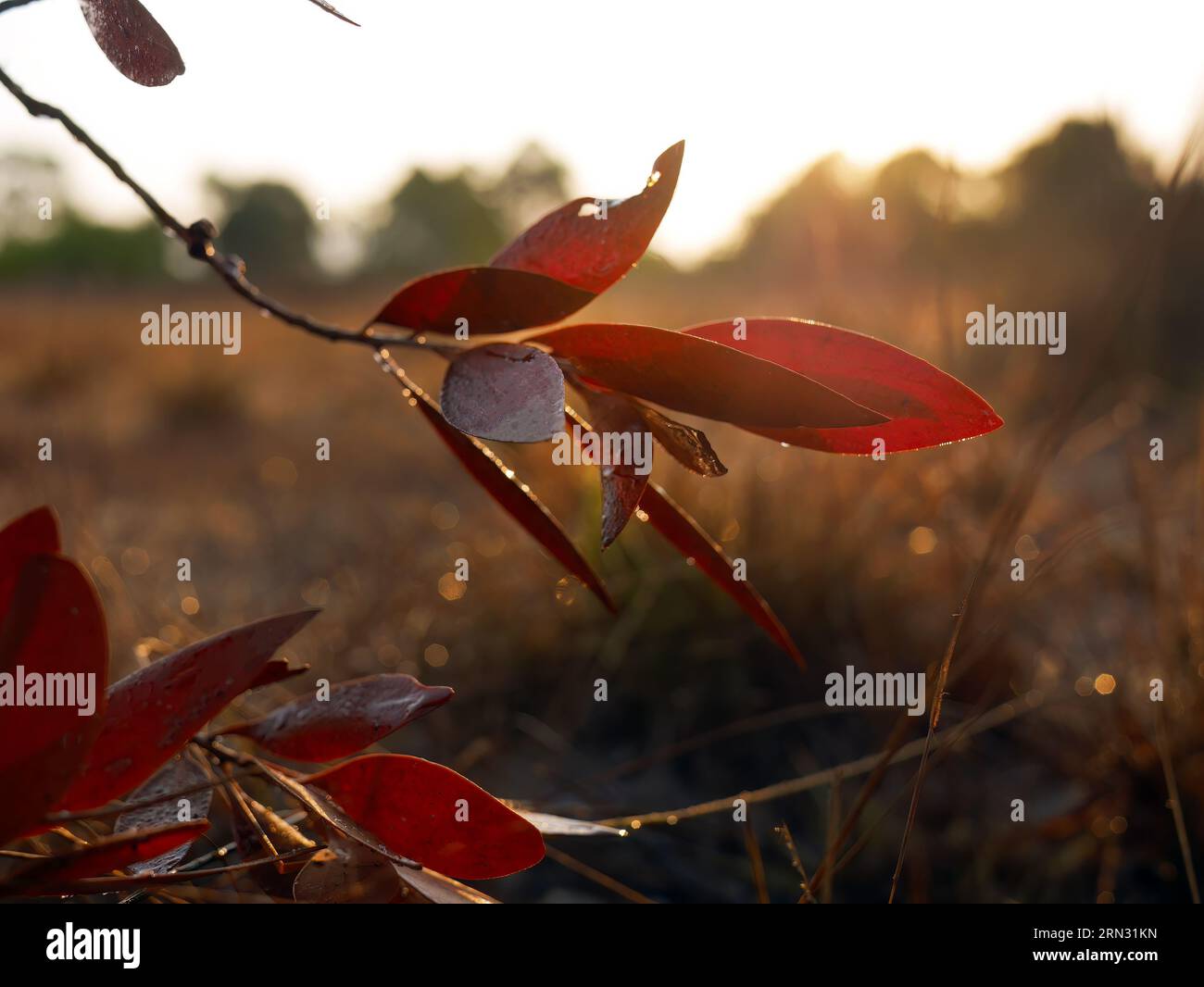 Close up tiny red leaves tree in savannah dry field against morning ...