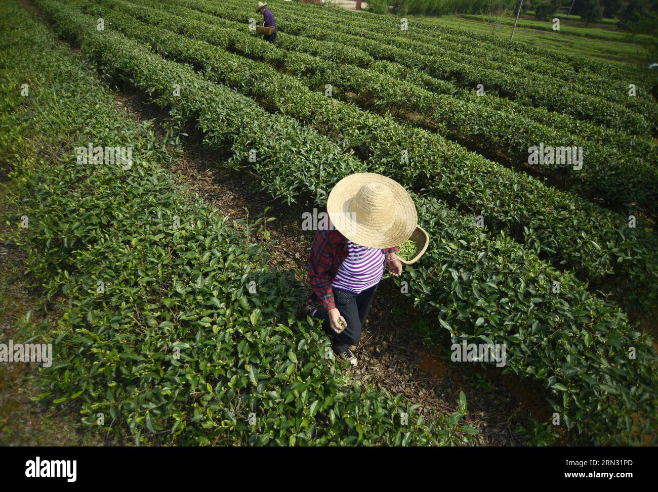 Farmerstea hi-res stock photography and images - Alamy