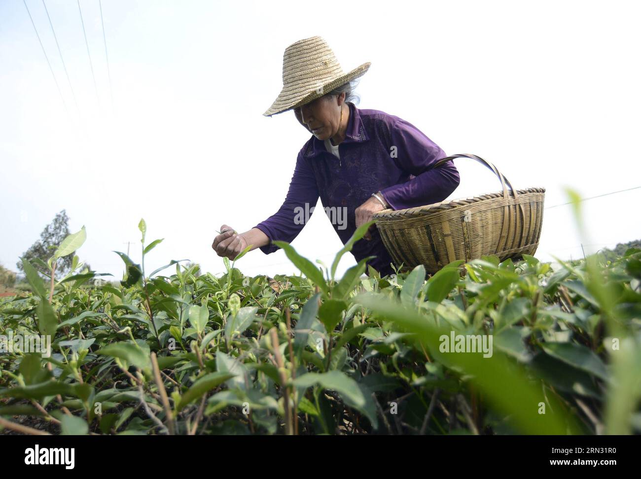 Farmerstea hi-res stock photography and images - Alamy