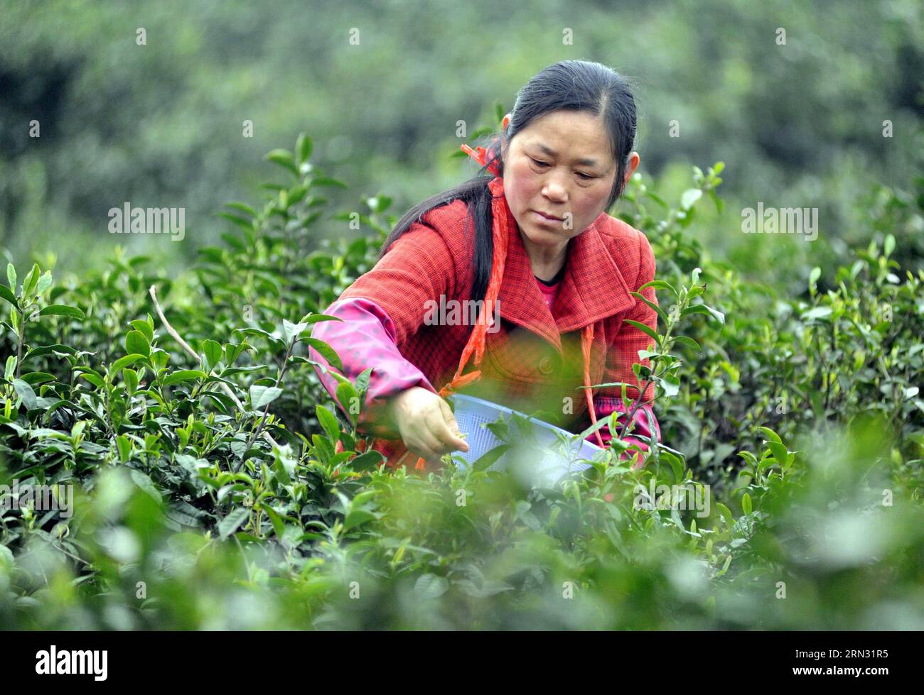 Farmerstea hi-res stock photography and images - Alamy