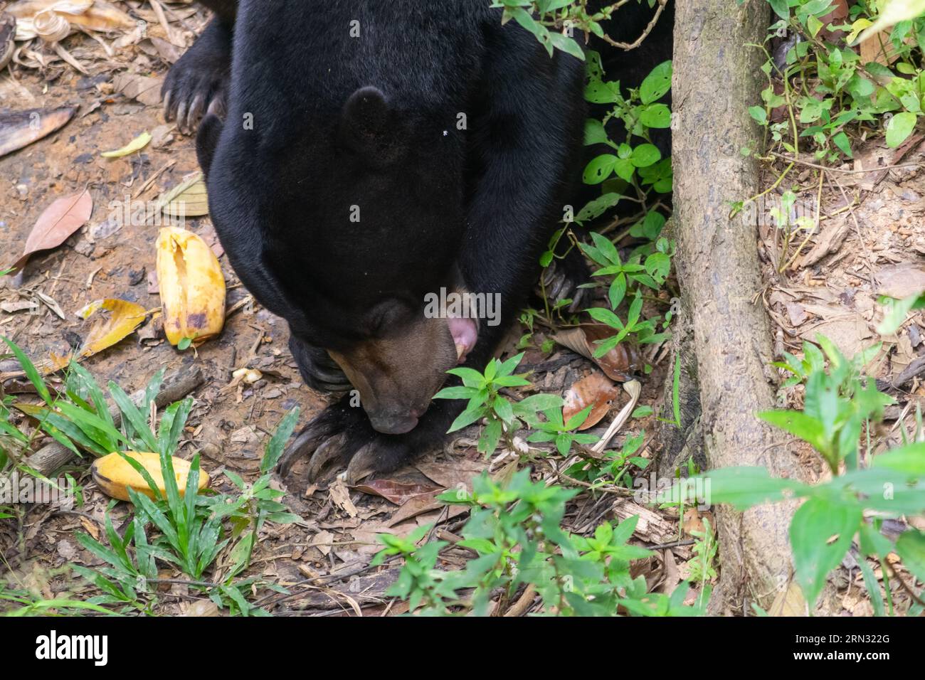 Amazing closeup of a wild sun bear eating some fruits Stock Photo - Alamy