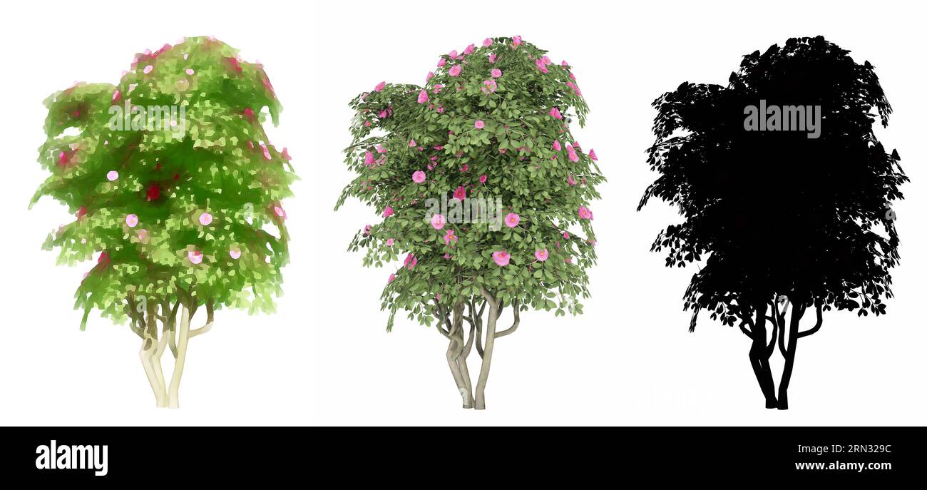 Set or collection of Japanese Camelia trees, painted, natural and as a ...