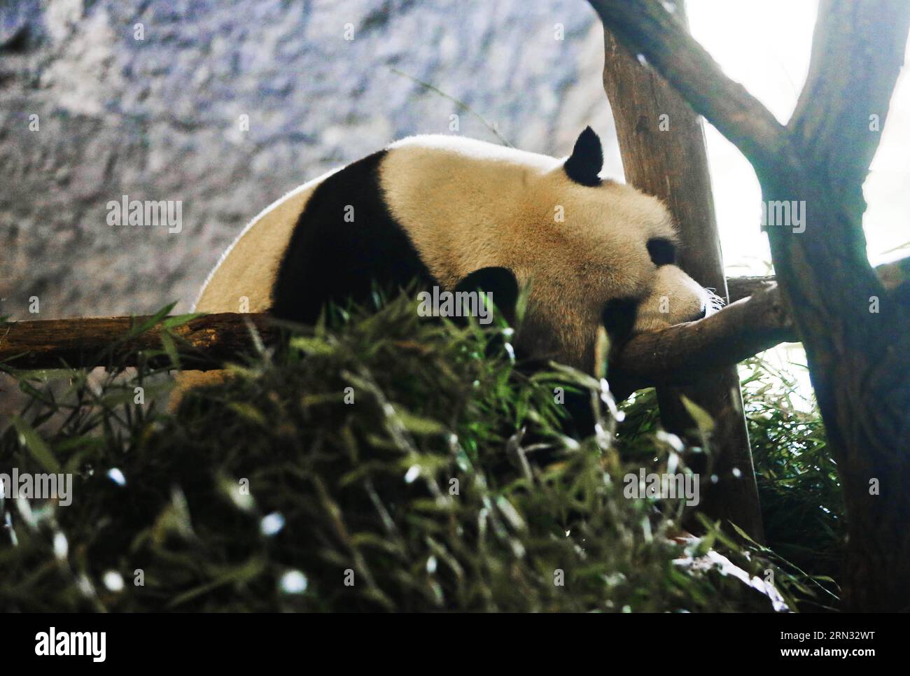 Giant panda Xing Hui sleeps at the Pairi Daiza Zoo in Brugelette ...