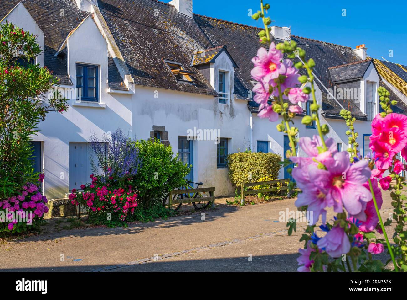 Hollyhock island hi-res stock photography and images - Alamy