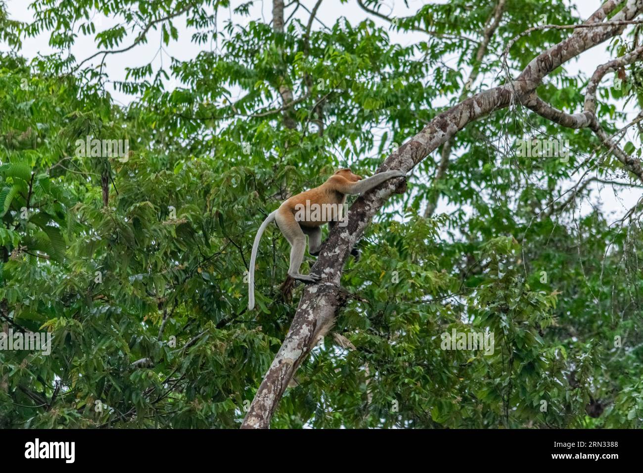 Proboscis monkey face hi-res stock photography and images - Alamy